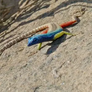 Broadley's flat lizard - Facts, Diet, Habitat & Pictures on Animalia.bio