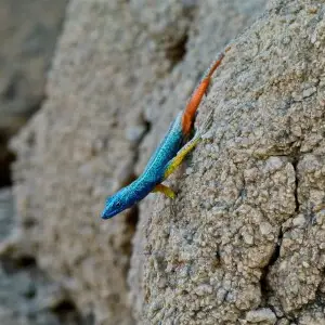 Broadley's flat lizard - Facts, Diet, Habitat & Pictures on Animalia.bio