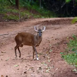 Gray brocket - Facts, Diet, Habitat & Pictures on Animalia.bio
