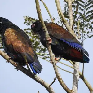 Bronze-winged parrot - Facts, Diet, Habitat & Pictures on Animalia.bio