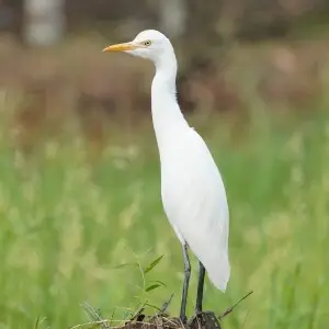 Eastern cattle egret - Facts, Diet, Habitat & Pictures on Animalia.bio