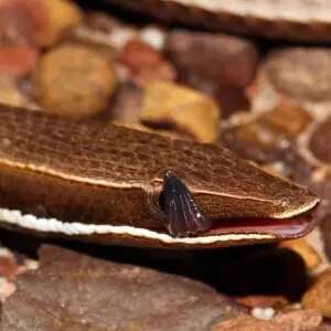 Burton's legless lizard - Facts, Diet, Habitat & Pictures on Animalia.bio