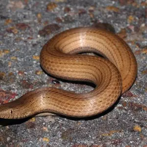 Burton's legless lizard - Facts, Diet, Habitat & Pictures on Animalia.bio