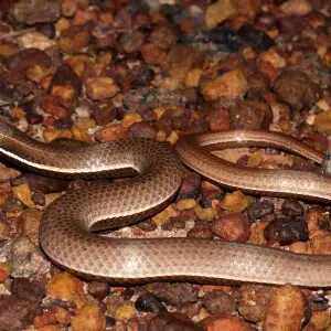 Burton's legless lizard - Facts, Diet, Habitat & Pictures on Animalia.bio