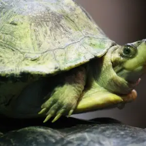 Brown roofed turtle - Facts, Diet, Habitat & Pictures on Animalia.bio