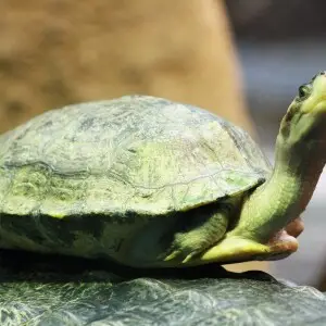 Brown roofed turtle - Facts, Diet, Habitat & Pictures on Animalia.bio