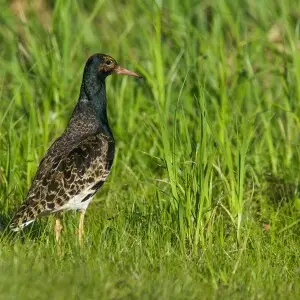 Ruff - Facts, Diet, Habitat & Pictures on Animalia.bio