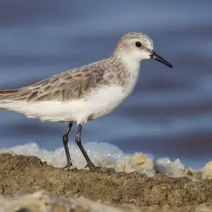 Red-necked stint - Facts, Diet, Habitat & Pictures on Animalia.bio