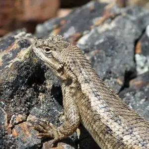 Western whiptail - Facts, Diet, Habitat & Pictures on Animalia.bio