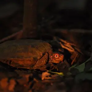 Cane turtle - Facts, Diet, Habitat & Pictures on Animalia.bio