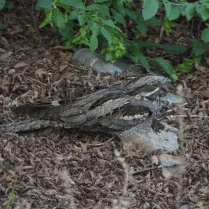 European nightjar - Facts, Diet, Habitat & Pictures on Animalia.bio