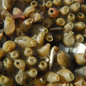 Dog whelk - Facts, Diet, Habitat & Pictures on Animalia.bio