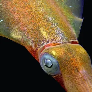 Caribbean reef squid - Facts, Diet, Habitat & Pictures on Animalia.bio