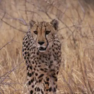 Southeast African cheetah - Facts, Diet, Habitat & Pictures on Animalia.bio