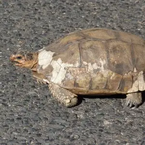 Angulate tortoise - Facts, Diet, Habitat & Pictures on Animalia.bio