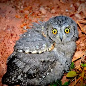 Eurasian scops owl - Facts, Diet, Habitat & Pictures on Animalia.bio