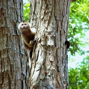 Wedge-capped capuchin - Facts, Diet, Habitat & Pictures on Animalia.bio
