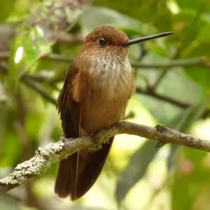 Bronzy inca - Facts, Diet, Habitat & Pictures on Animalia.bio