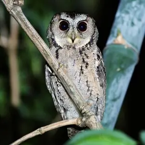 Collared scops owl - Facts, Diet, Habitat & Pictures on Animalia.bio