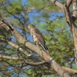 Common hawk-cuckoo - Facts, Diet, Habitat & Pictures on Animalia.bio