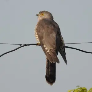 Common hawk-cuckoo - Facts, Diet, Habitat & Pictures on Animalia.bio