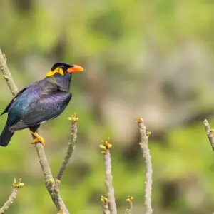 Common hill myna - Facts, Diet, Habitat & Pictures on Animalia.bio