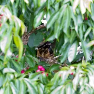 Pacific koel - Facts, Diet, Habitat & Pictures on Animalia.bio