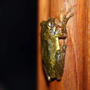 Common Mexican tree frog - Facts, Diet, Habitat & Pictures on Animalia.bio