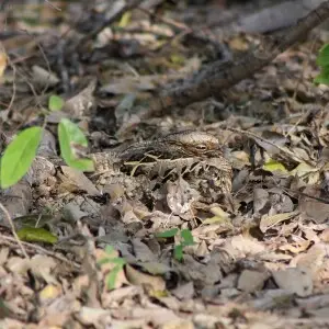 Pauraque - Facts, Diet, Habitat & Pictures on Animalia.bio