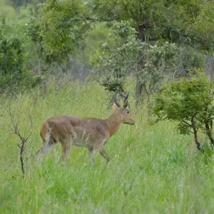 Southern reedbuck - Facts, Diet, Habitat & Pictures on Animalia.bio