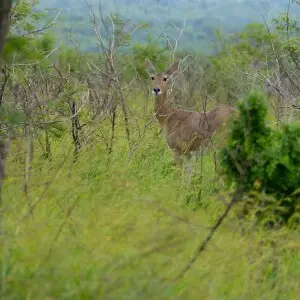 Southern reedbuck - Facts, Diet, Habitat & Pictures on Animalia.bio