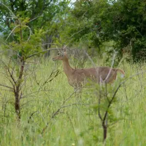 Southern reedbuck - Facts, Diet, Habitat & Pictures on Animalia.bio