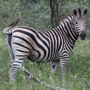 Chapman's zebra - Facts, Diet, Habitat & Pictures on Animalia.bio