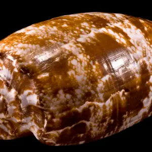 Conus geographus - Facts, Diet, Habitat & Pictures on Animalia.bio