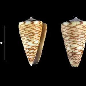Conus marchionatus - Facts, Diet, Habitat & Pictures on Animalia.bio