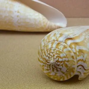 Conus pulcher - Facts, Diet, Habitat & Pictures on Animalia.bio