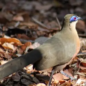 Coua coquereli - факти, дієта, ареал і фотографії на Animalia.bio