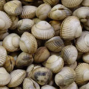 Common cockle - Facts, Diet, Habitat & Pictures on Animalia.bio