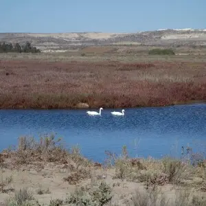 Coscoroba swan - Facts, Diet, Habitat & Pictures on Animalia.bio