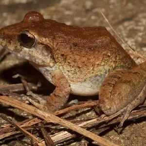 Craugastor fitzingeri - Facts, Diet, Habitat & Pictures on Animalia.bio