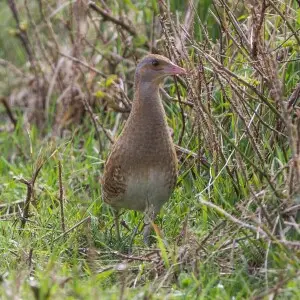 Corn crake - Facts, Diet, Habitat & Pictures on Animalia.bio