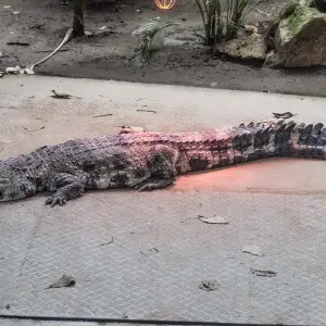 West African slender-snouted crocodile - Facts, Diet, Habitat ...