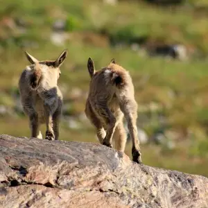 East Caucasian tur - Facts, Diet, Habitat & Pictures on Animalia.bio