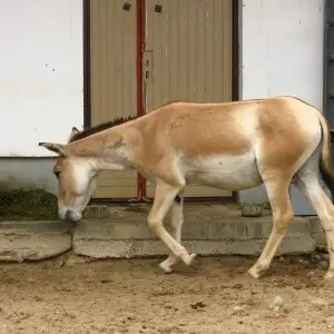 Turkmenian kulan - Facts, Diet, Habitat & Pictures on Animalia.bio