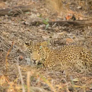 Indian leopard - Facts, Diet, Habitat & Pictures on Animalia.bio