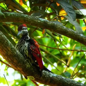 Red-backed flameback - Facts, Diet, Habitat & Pictures on Animalia.bio