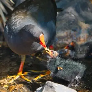 Australasian swamphen - Facts, Diet, Habitat & Pictures on Animalia.bio