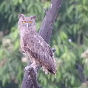 Dusky eagle-owl - Facts, Diet, Habitat & Pictures on Animalia.bio