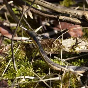 Common garter snake - Facts, Diet, Habitat & Pictures on Animalia.bio