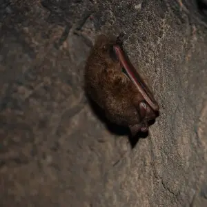 Tricolored bat - Facts, Diet, Habitat & Pictures on Animalia.bio